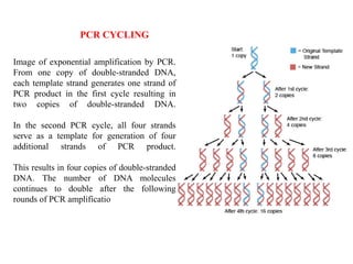 PCR & RT PCR . | PDF