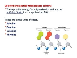 Polymerase Chain Reaction - PCR | PPT