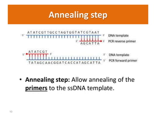 Pcr section amany_elshamy | PPT