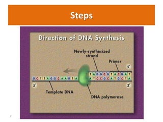 Pcr section amany_elshamy | PPT