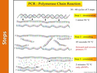 Pcr section amany_elshamy | PPT