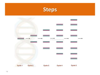Pcr section amany_elshamy | PPT