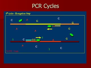 PCR | PPT