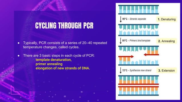 PCR - Polymerase Chain Reaction | PPTX