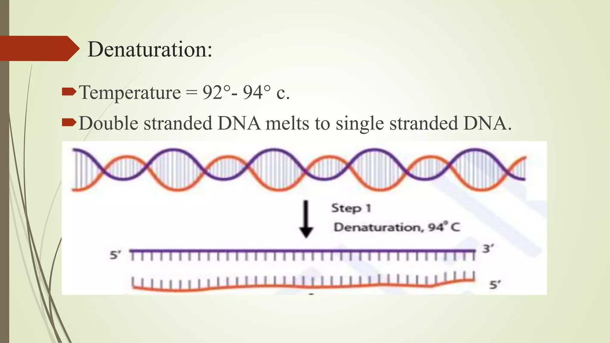 PCR technique.pptx