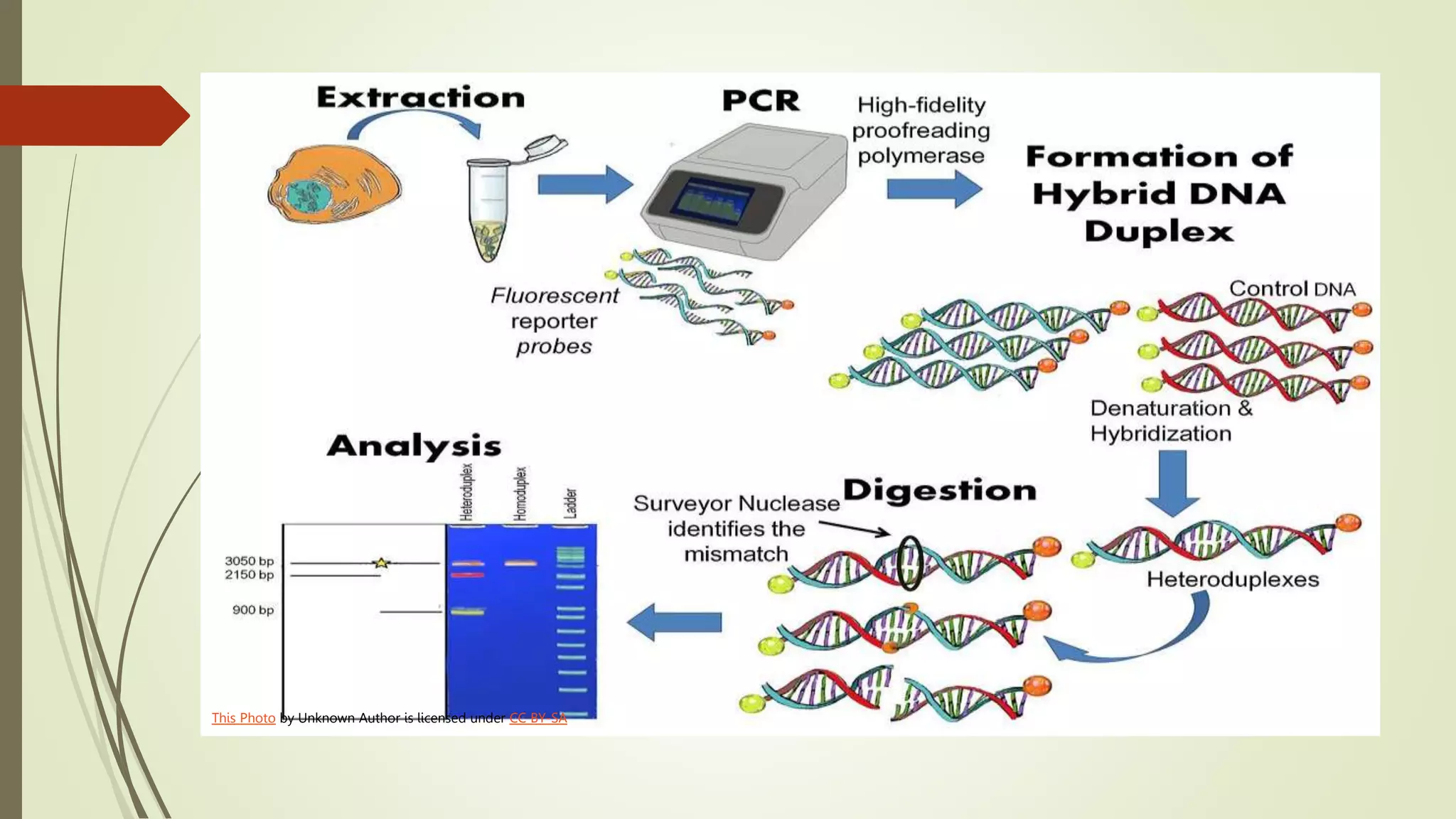 PCR technique.pptx