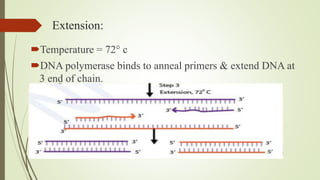 PCR technique.pptx