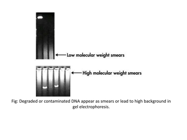Pcr troubleshooting presentation | PPTX | Chemistry | Science