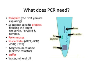 Pcr troubleshooting presentation | PPTX | Chemistry | Science