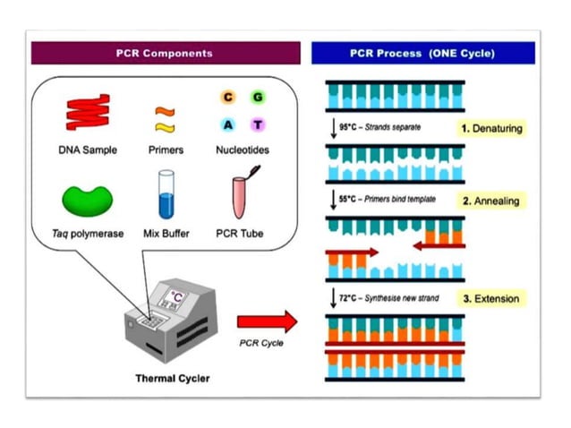 Pcr troubleshooting presentation | PPTX | Chemistry | Science