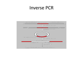 pcr types.pptx