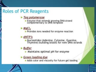PCR un.ppt