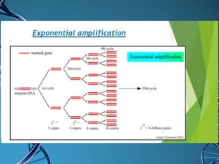 PCR un.ppt