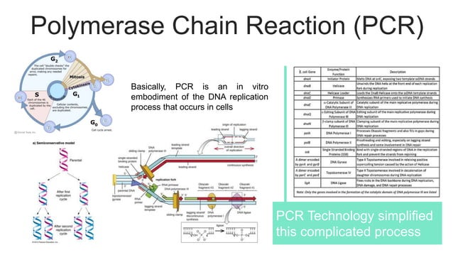 Basic Polymerase Chain Reaction for Bachelor Degree | PPT