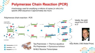 Basic Polymerase Chain Reaction for Bachelor Degree | PPTX