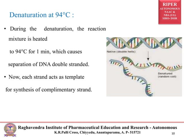 PCR and RT-PCR | PPTX