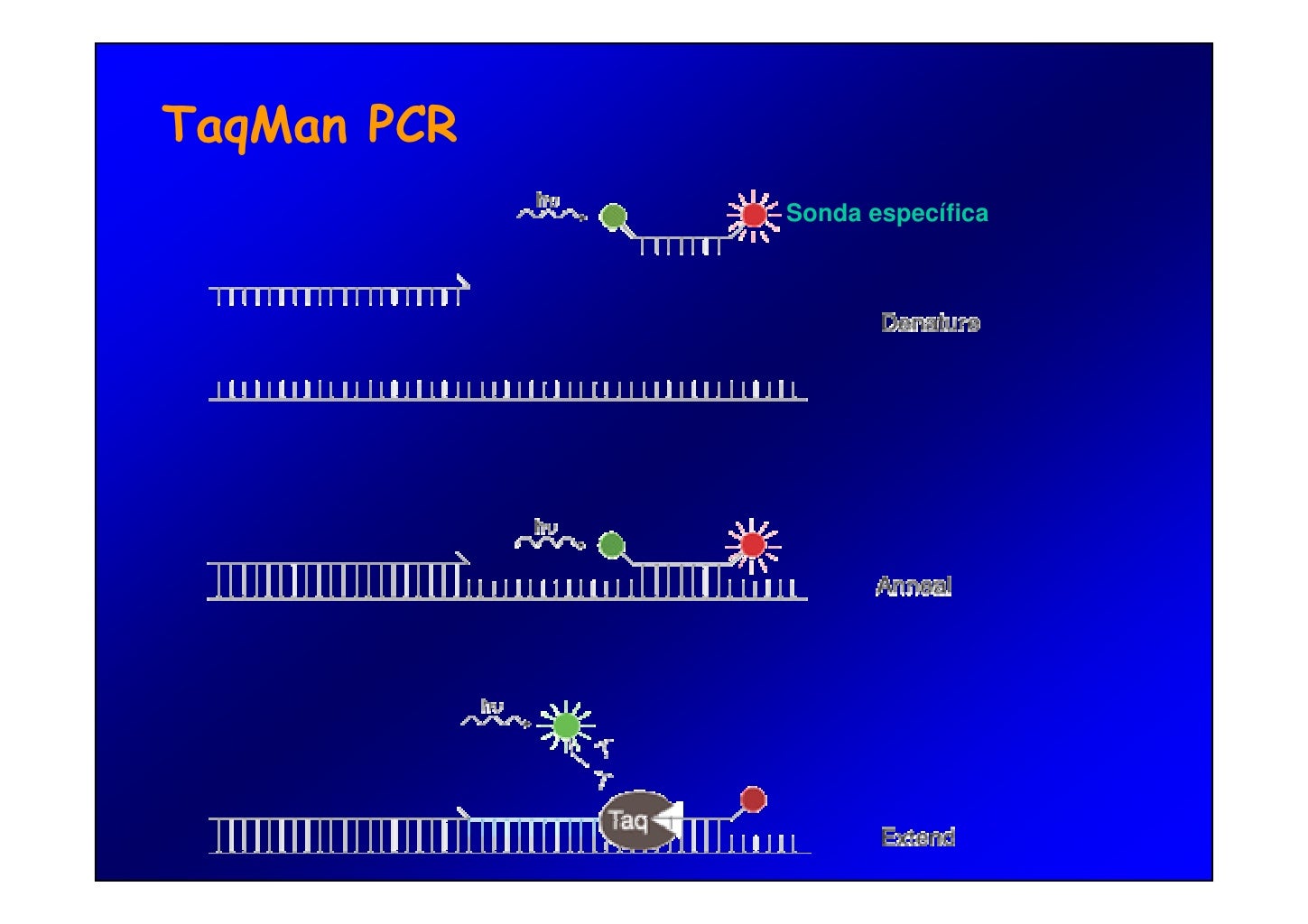 Pcr Y Electroforesis Biociencias 2010 Pdf