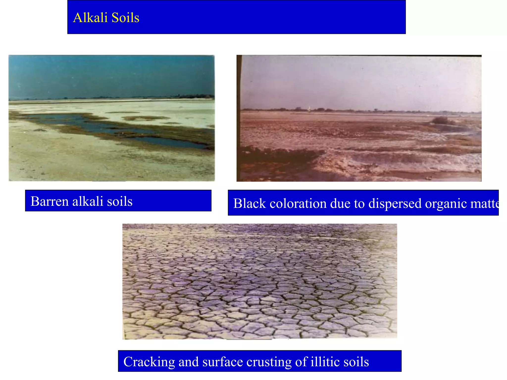 Exploiting salt affected soils and poor quality waters for food ...