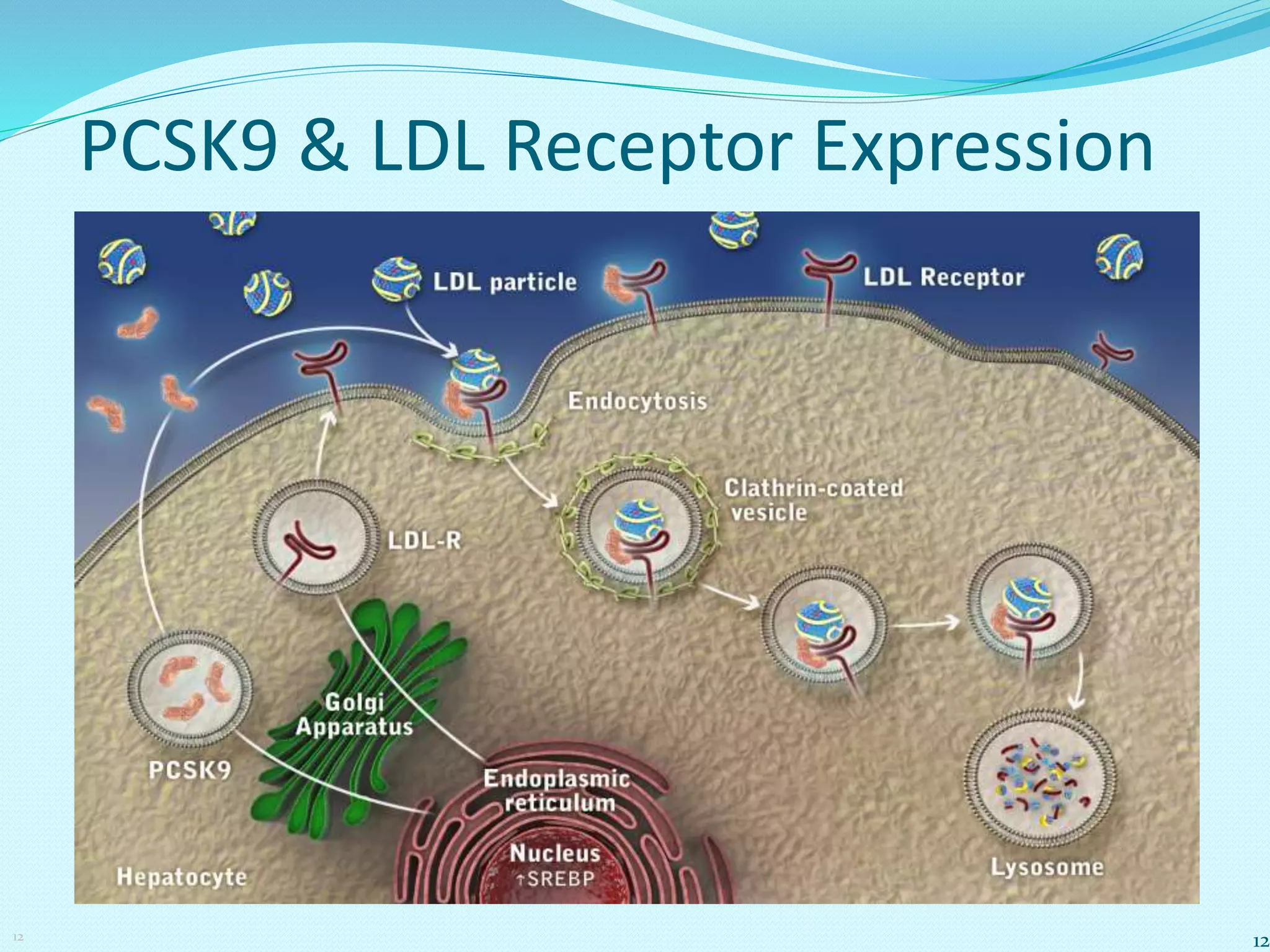 Pcsk 9 inhibitors | PPTX