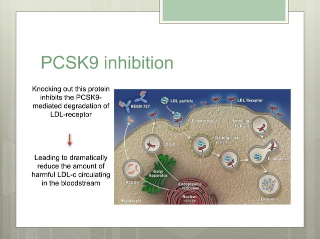 Pcsk9 inhibitors thesis defence | PPT