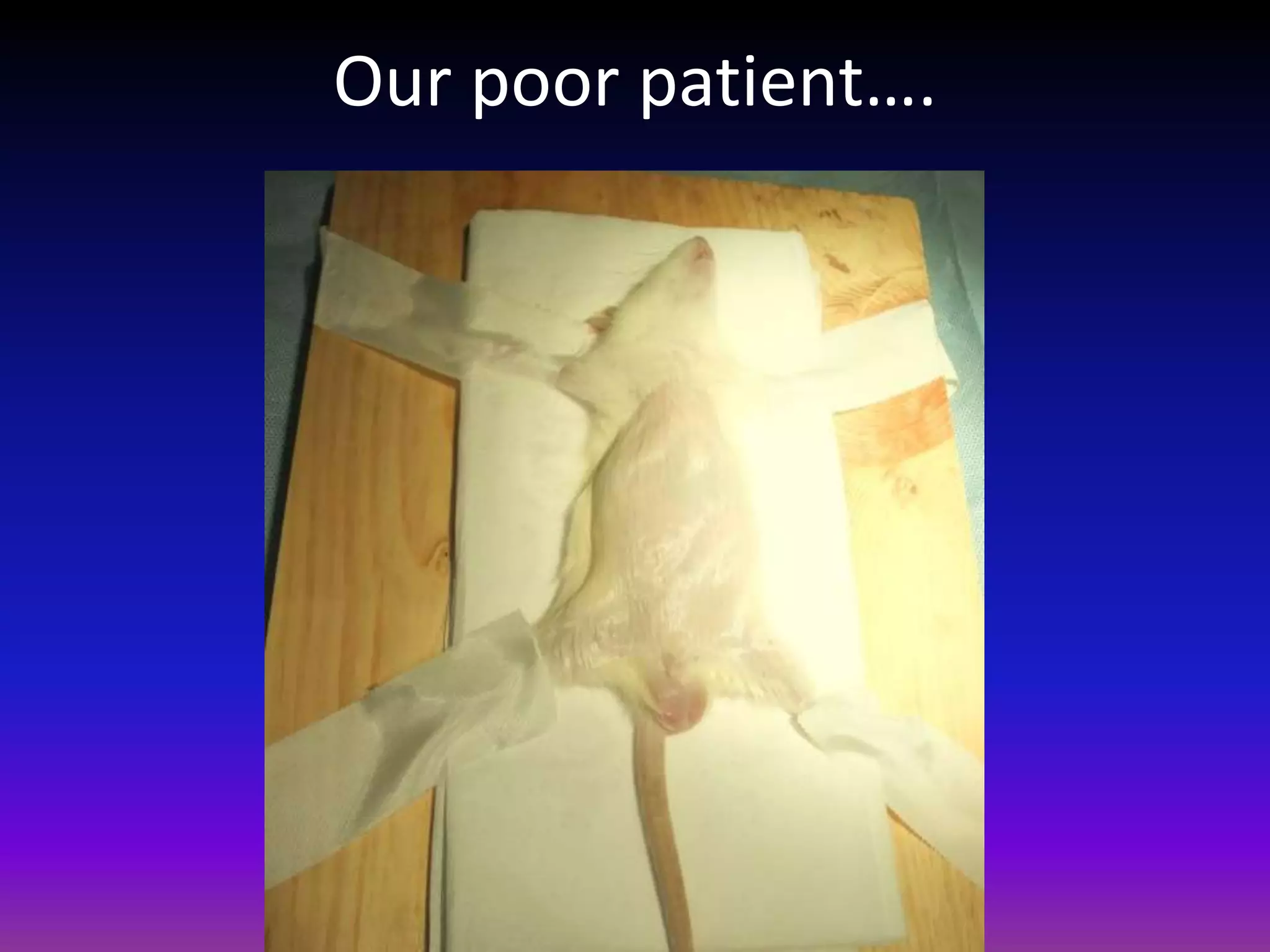 Percutaneous Oblitration ofpatent process vaginalis : a rat model for ...