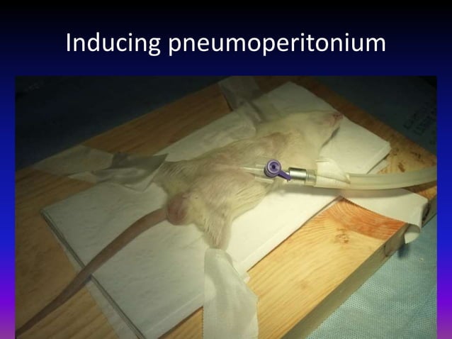 Percutaneous Oblitration ofpatent process vaginalis : a rat model for ...