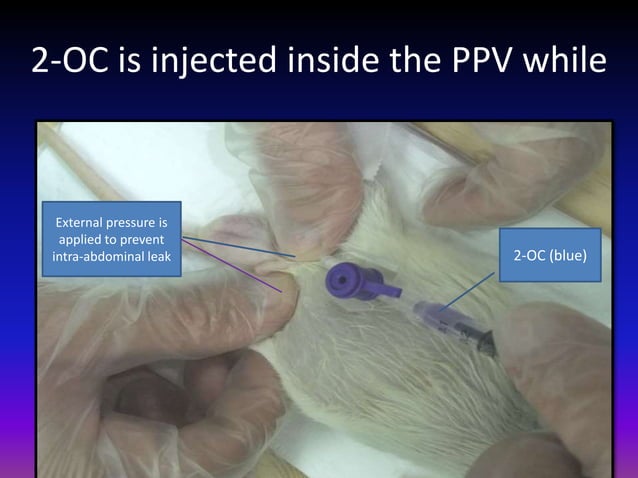 Percutaneous Oblitration ofpatent process vaginalis : a rat model for ...