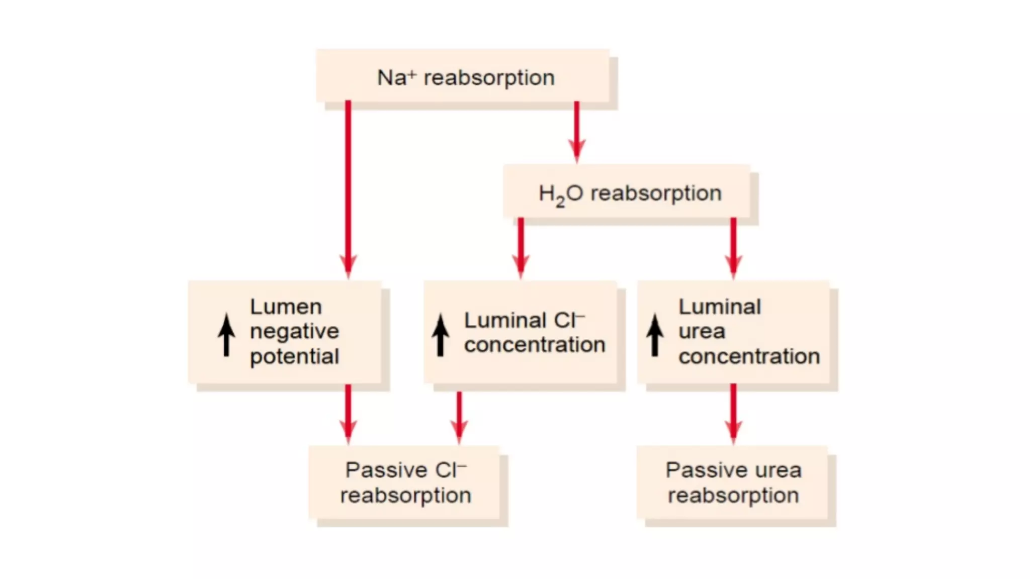 PCT- Renal physiology | PDF