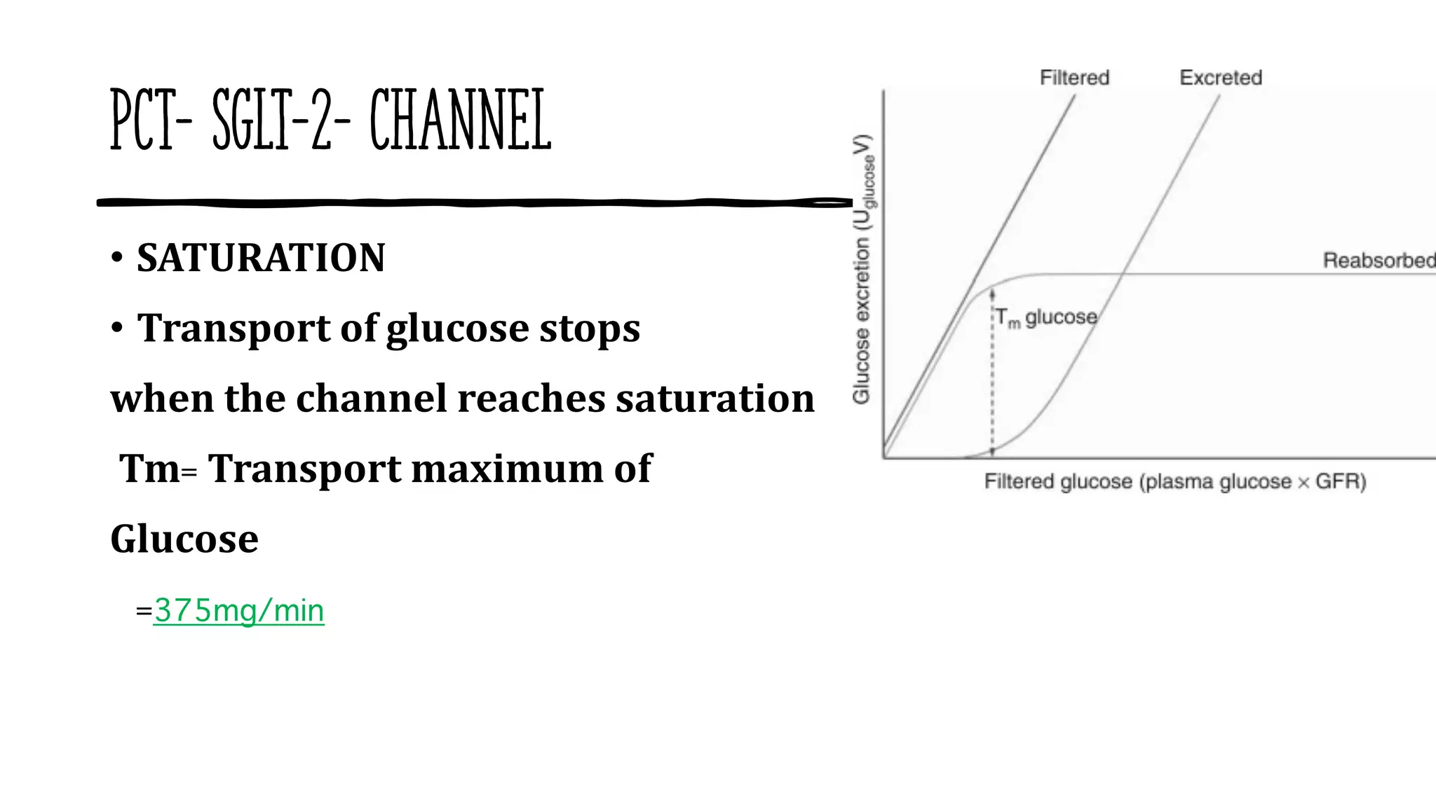 PCT- Renal physiology | PDF