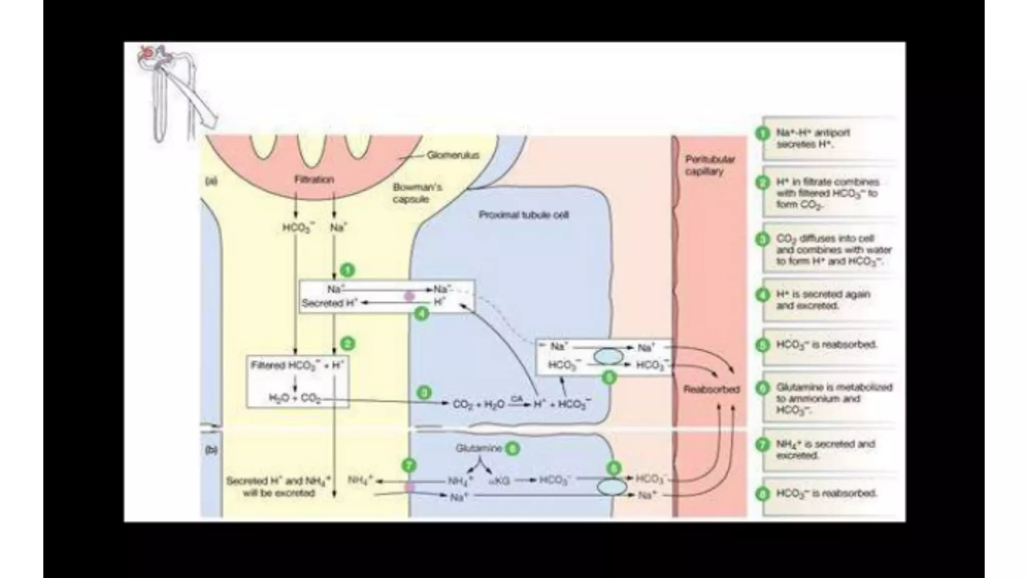 PCT- Renal physiology | PDF