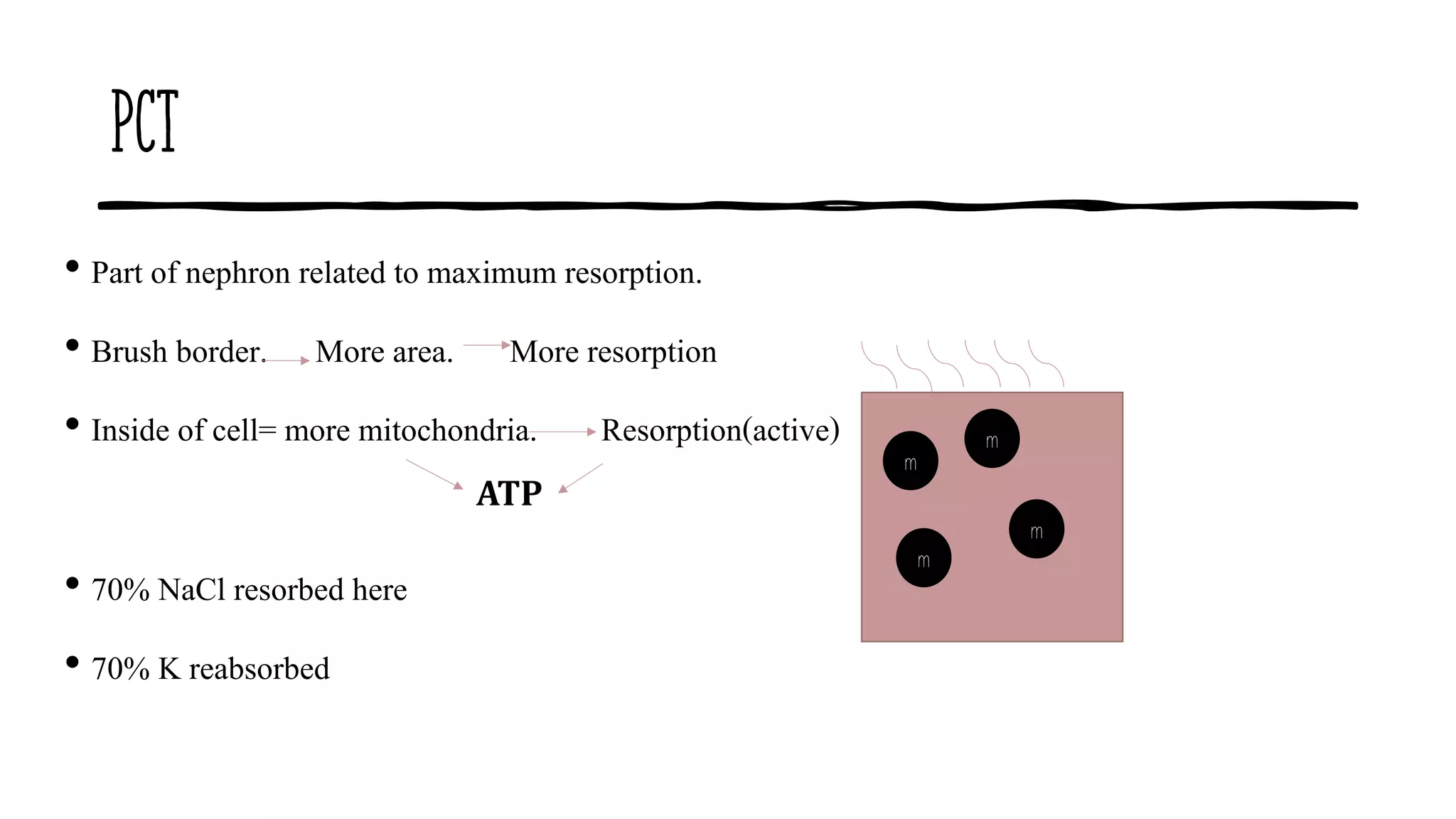 PCT- Renal physiology | PDF