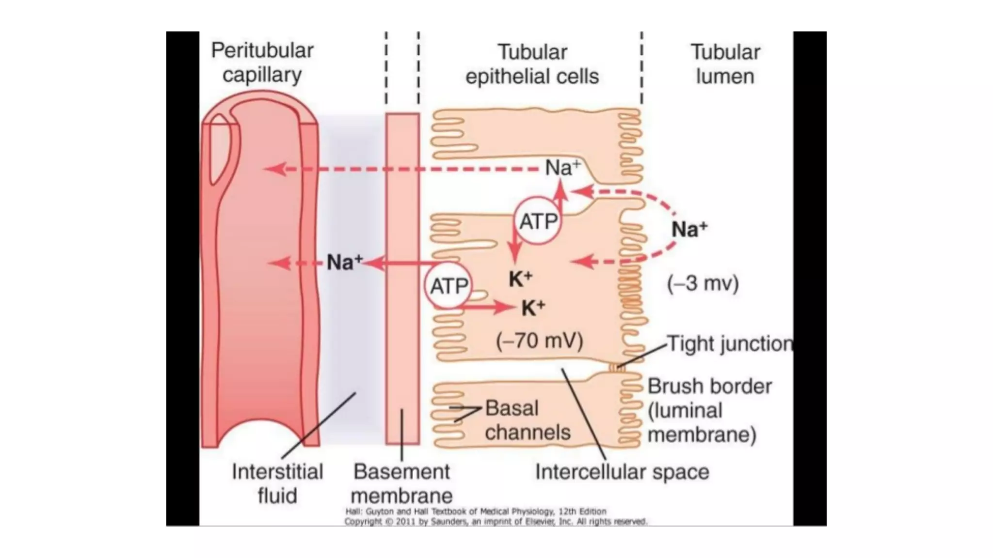 PCT- Renal physiology | PDF