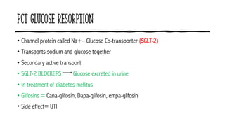 PCT- Renal physiology | PDF