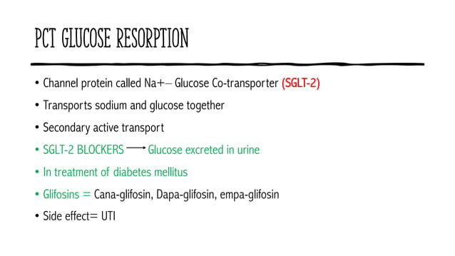 PCT- Renal physiology | PDF | Endocrine and Metabolic Diseases ...