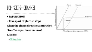 PCT- Renal physiology | PDF