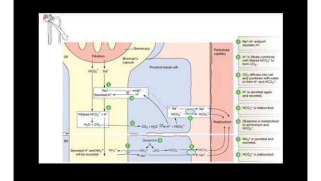 PCT- Renal physiology | PDF | Endocrine and Metabolic Diseases ...
