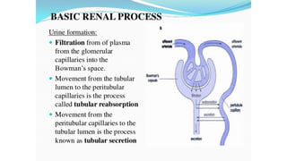 PCT- Renal physiology | PDF
