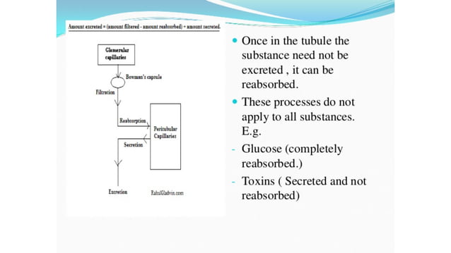 PCT- Renal physiology | PDF | Endocrine and Metabolic Diseases ...