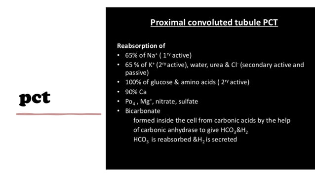 PCT- Renal physiology | PDF | Endocrine and Metabolic Diseases ...