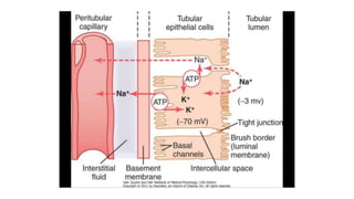 PCT- Renal physiology | PDF