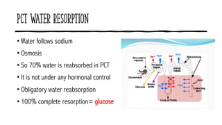 PCT- Renal physiology | PDF