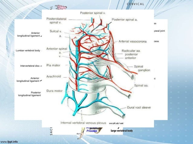 Pott's disease- tuberculosis of the spine | PPTX