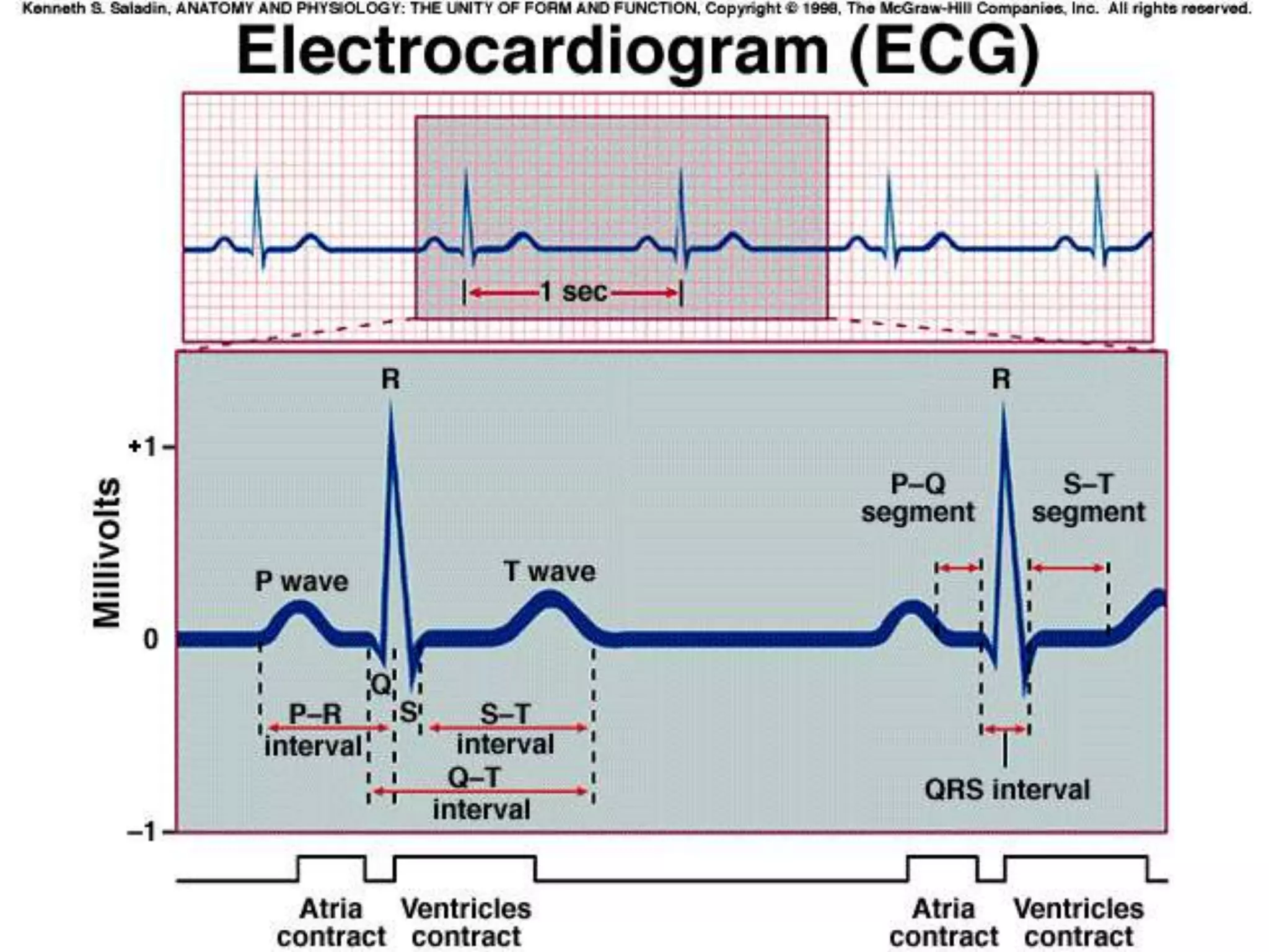 PD. ECG 1.ppt