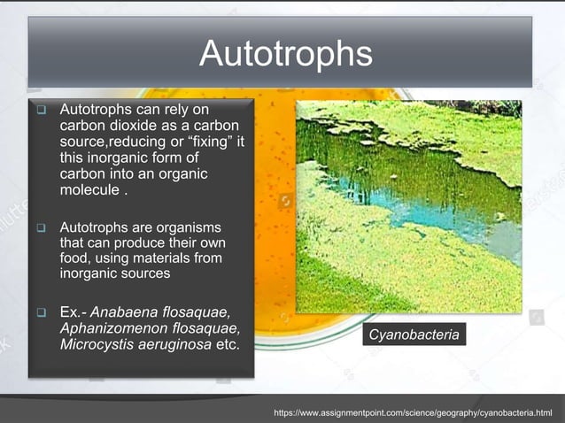 Microbial Nutrition presentation | PPTX | Nutrition | Healthy Living