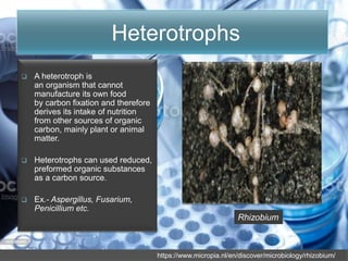 Microbial Nutrition presentation | PPTX