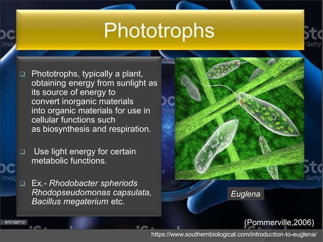 Microbial Nutrition presentation | PPTX | Nutrition | Healthy Living