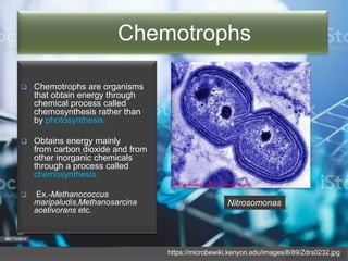 Microbial Nutrition presentation | PPTX
