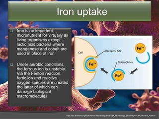 Microbial Nutrition presentation | PPTX