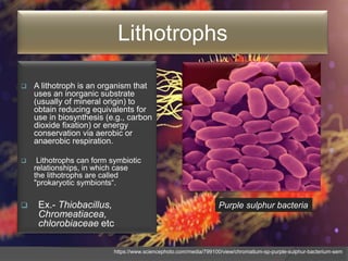 Microbial Nutrition presentation | PPT