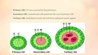 Placenta | PPTX